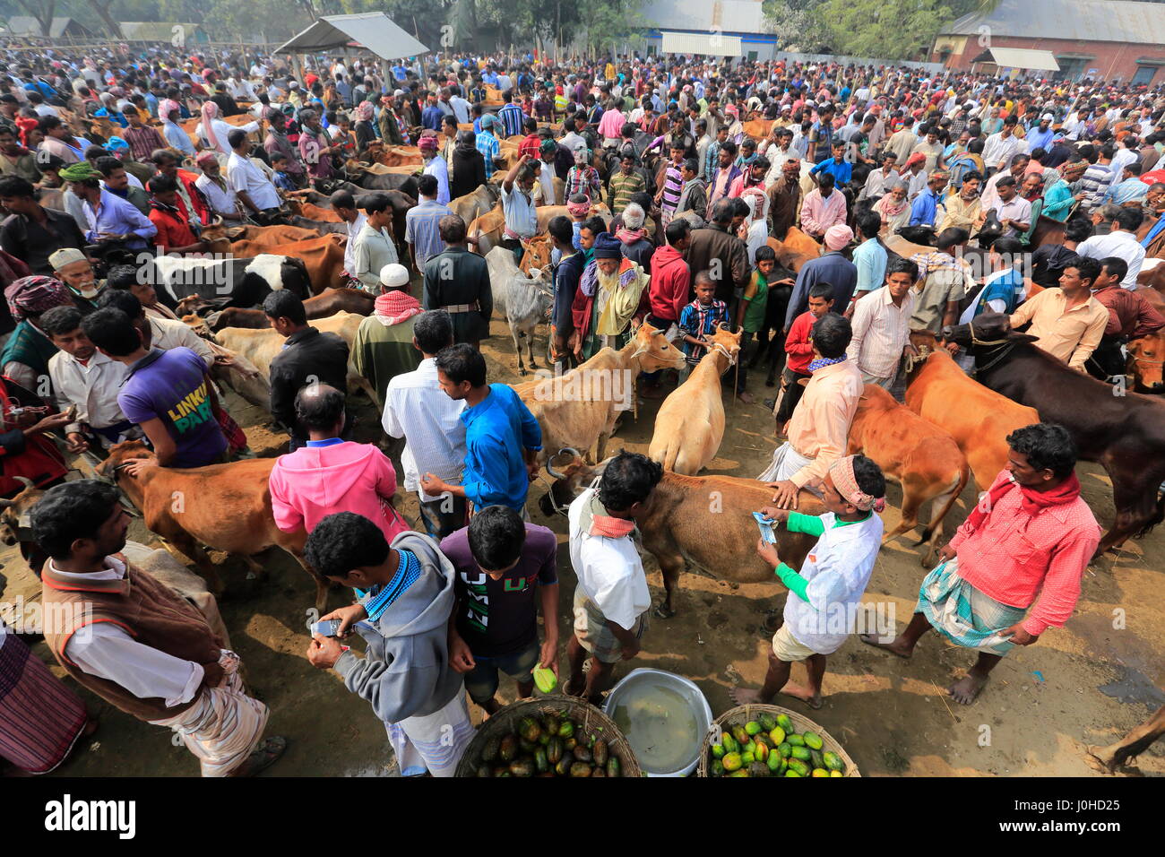 A crowd gathers around cattle sold at ‘Baishmouja Haat’ on the banks of ...