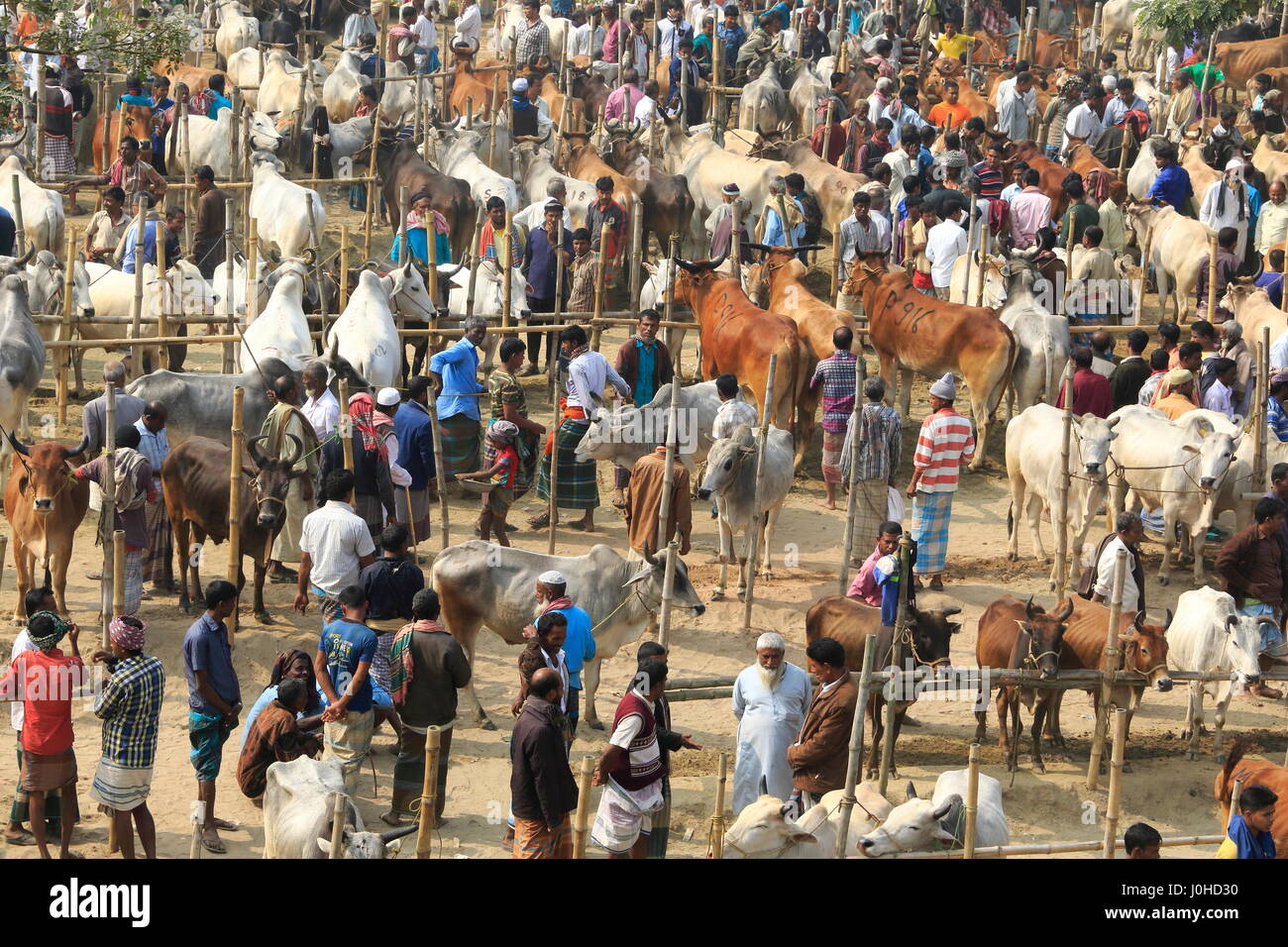 Cow cattle livestock bangladesh hi-res stock photography and images - Alamy