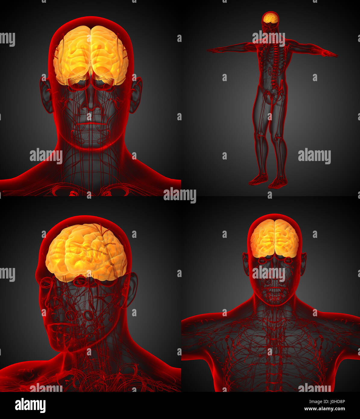 3d rendering medical illustration of the brain Stock Photo - Alamy