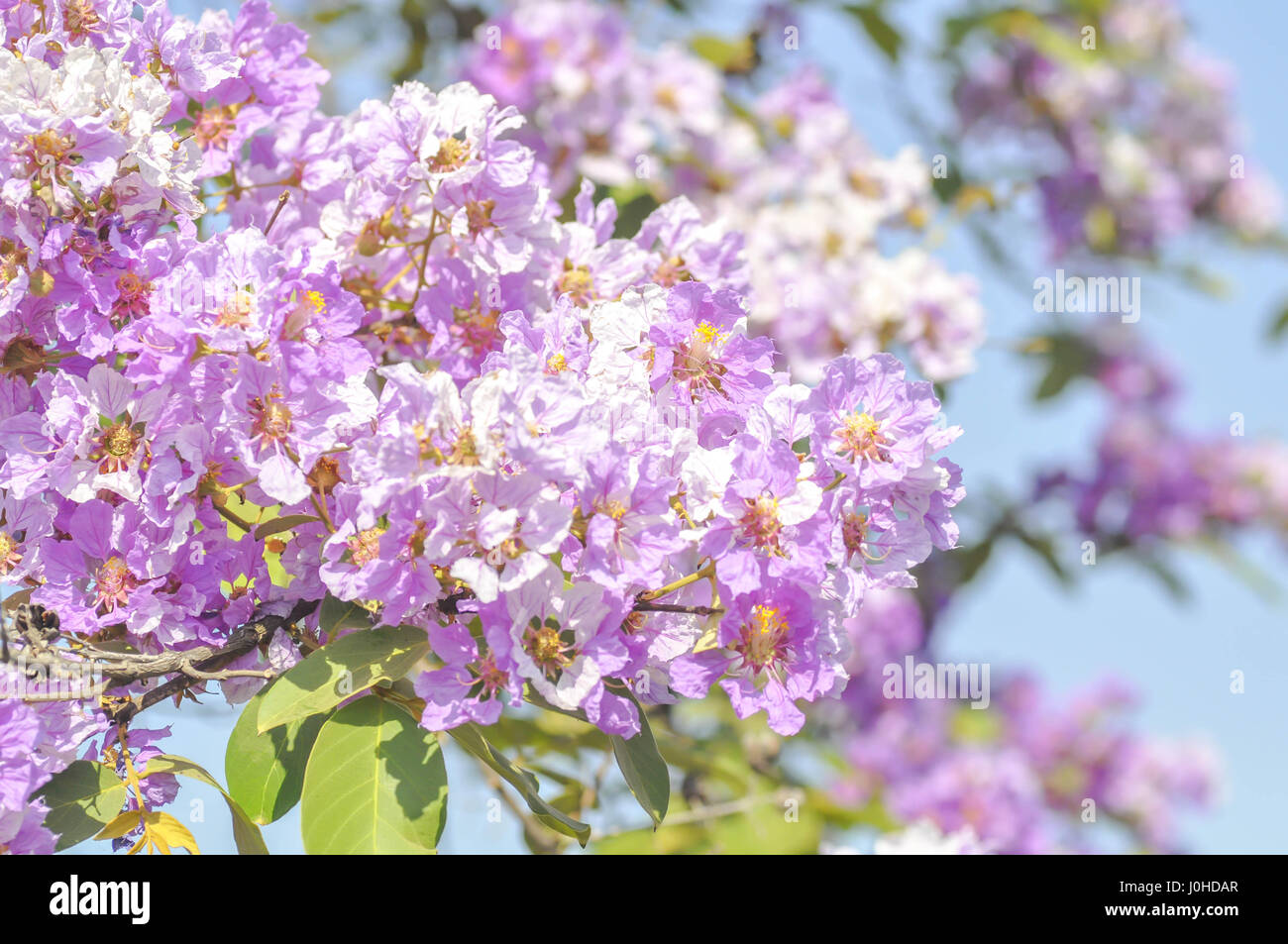 Lagerstroemia lagerstroemia speciosa lythraceae tree hi-res stock ...