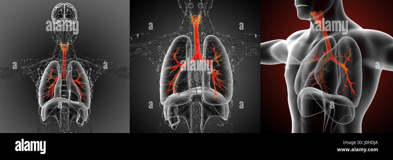3D rendering medical illustration of the male bronchi Stock Photo - Alamy
