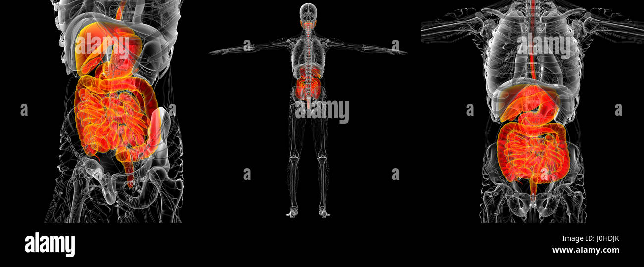 3d rendering medical illustration of the human digestive system Stock ...