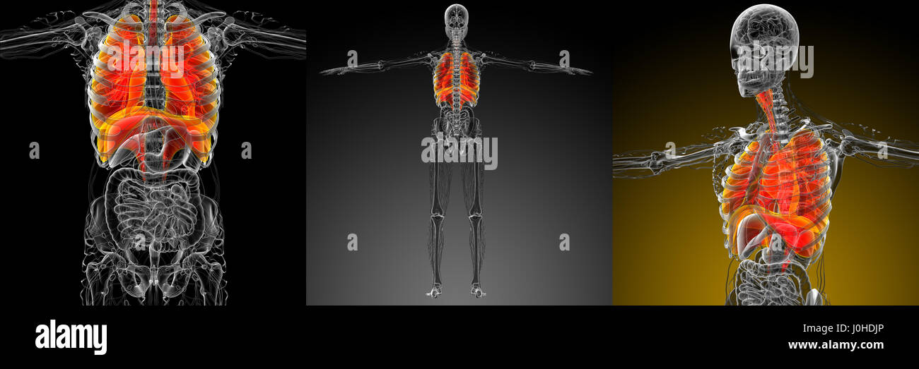 3d rendering medical illustration of the respiratory system Stock Photo ...