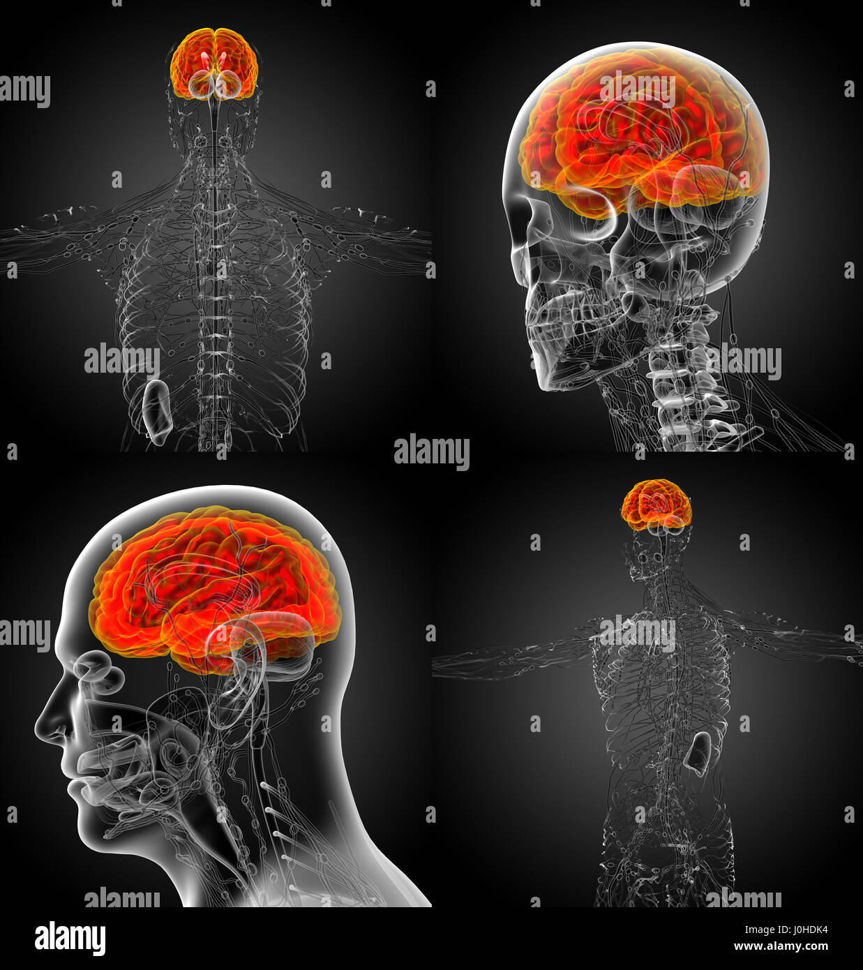 3d rendering medical illustration of the brain Stock Photo - Alamy