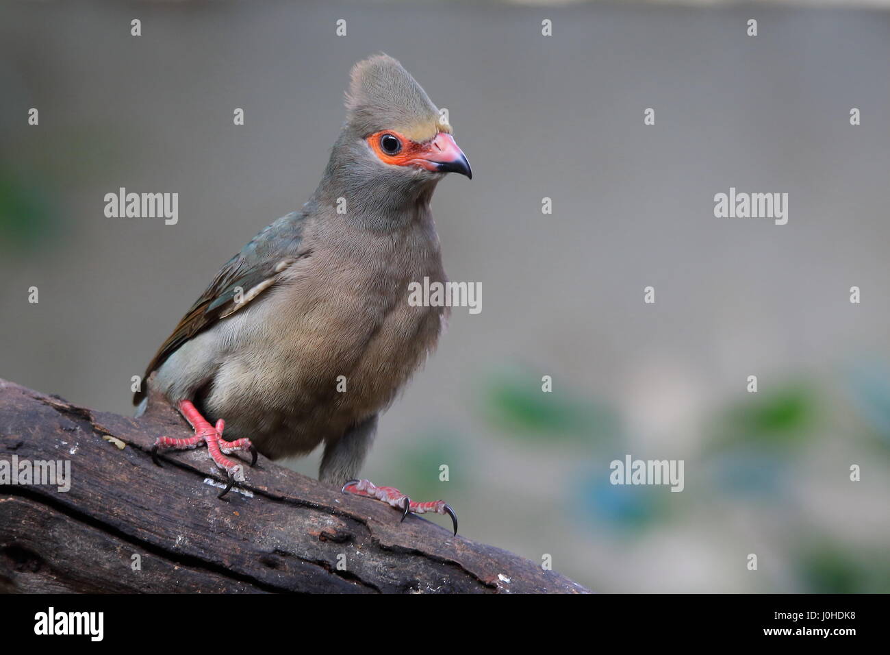 Red faced mousebird hi-res stock photography and images - Alamy