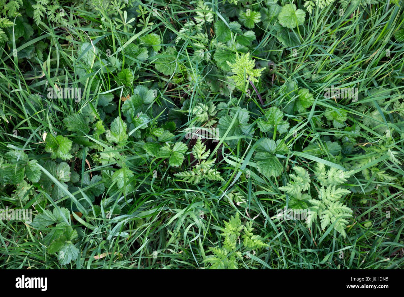 British wildflowers, mixed foliage in spring Stock Photo - Alamy