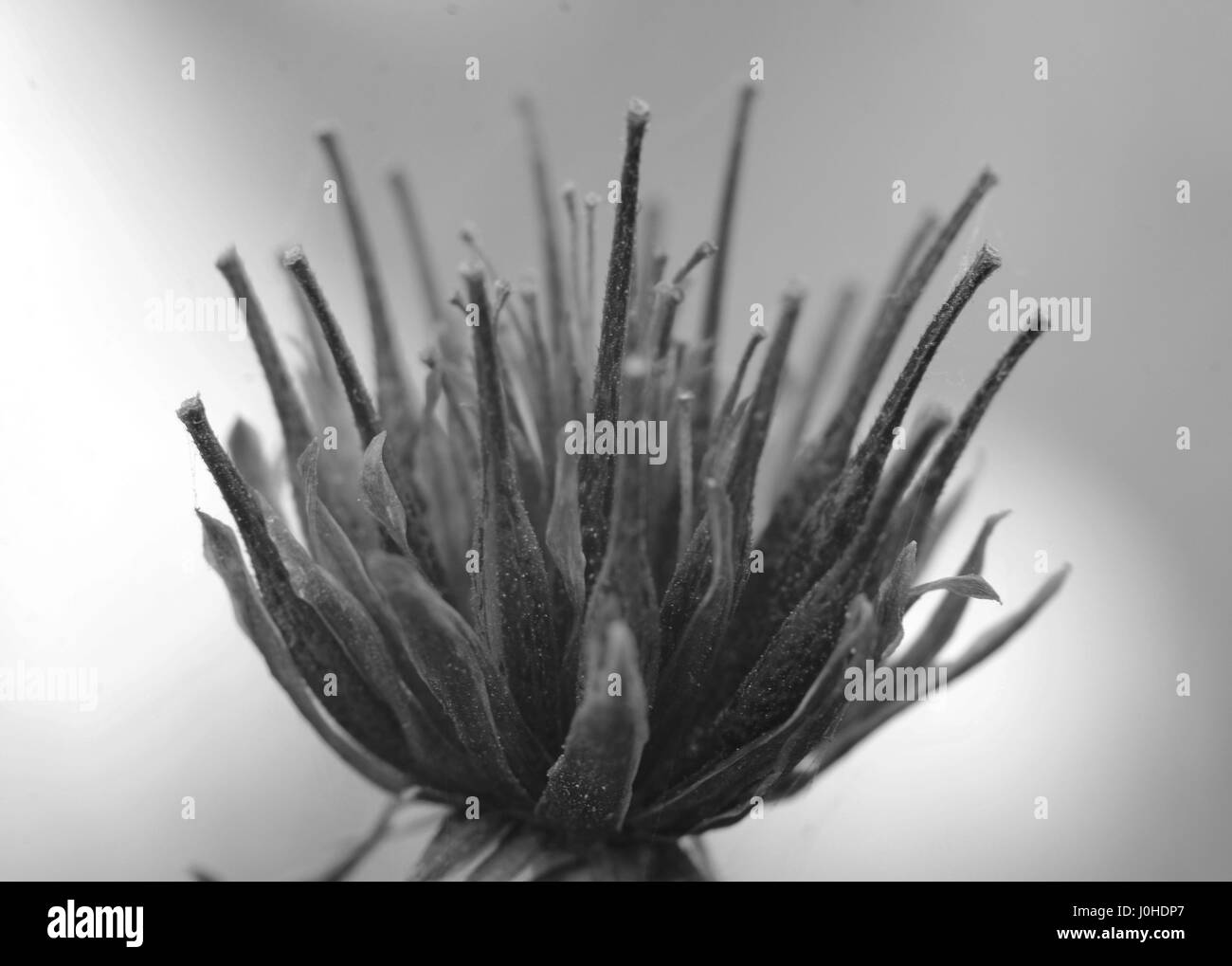 Dark background partially Black and White Stock Photos & Images - Alamy
