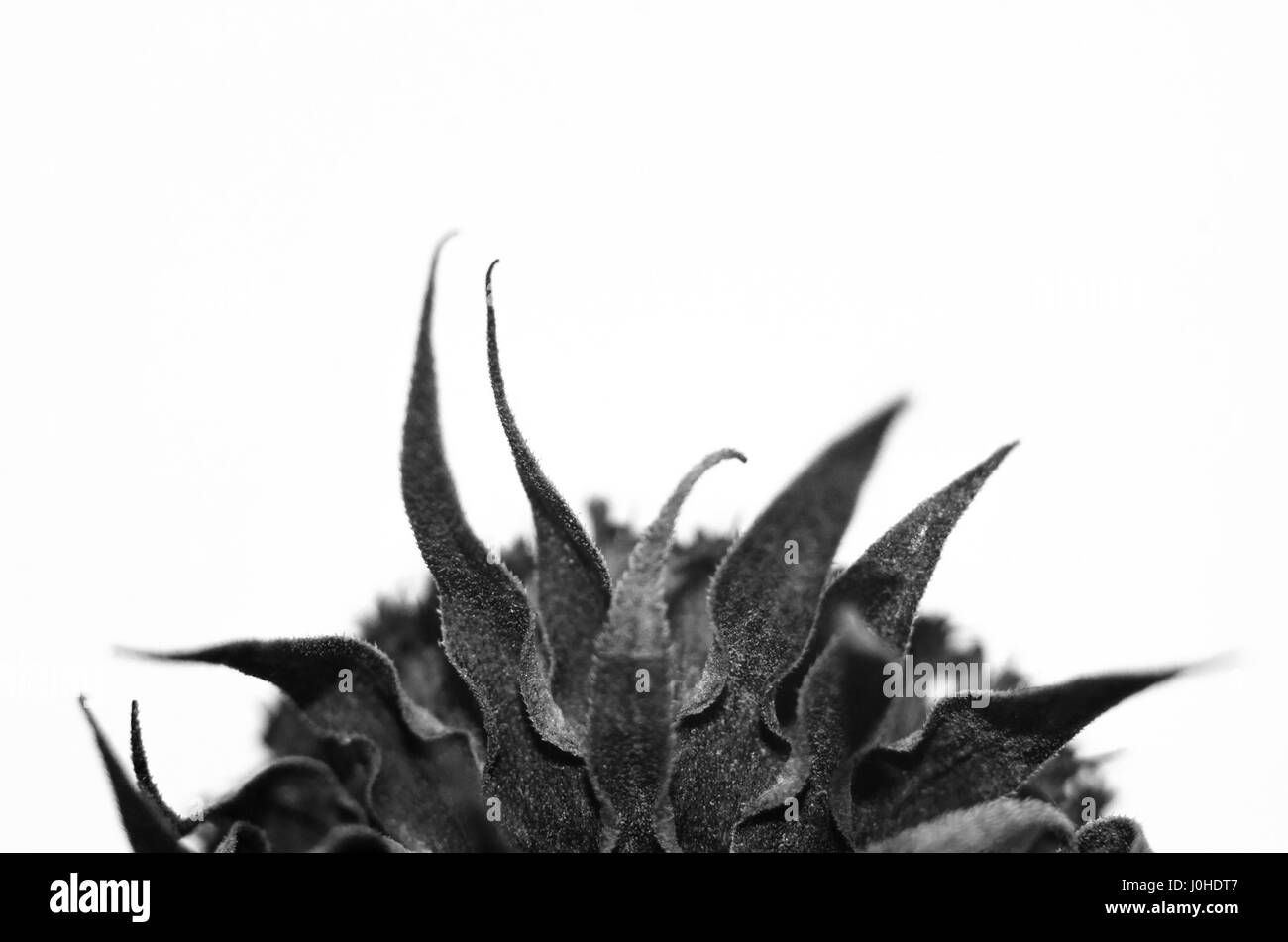 Dark background partially Black and White Stock Photos & Images - Alamy