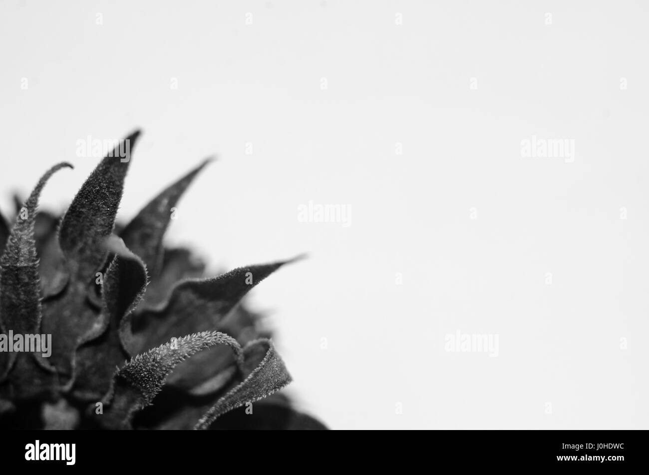 Dark background partially Black and White Stock Photos & Images - Alamy