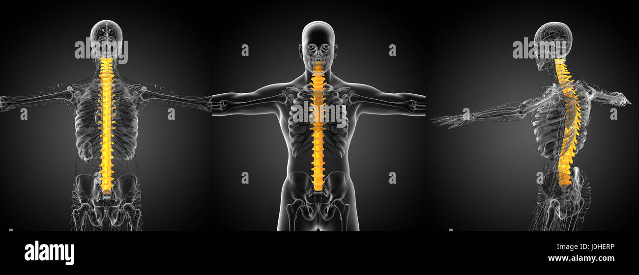 3d rendering medical illustration of the human spine Stock Photo - Alamy