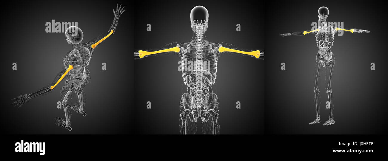 3d rendering medical 3d illustration of the humerus bone Stock Photo ...