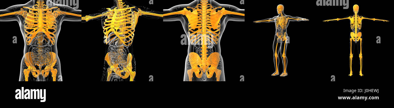 3D rendering illustration of the human skeleton Stock Photo - Alamy