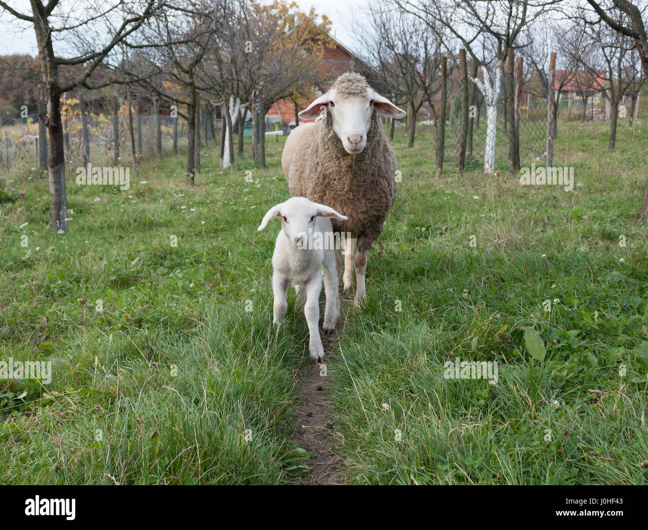 Lamb and sheep - Lamb followed by its mother walking along the path ...