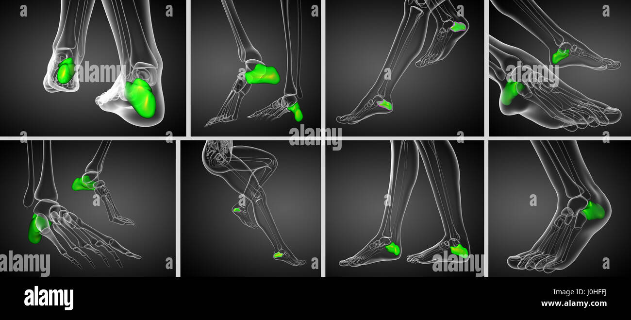 3d rendering medical illustration of the calcaneus bone Stock Photo - Alamy
