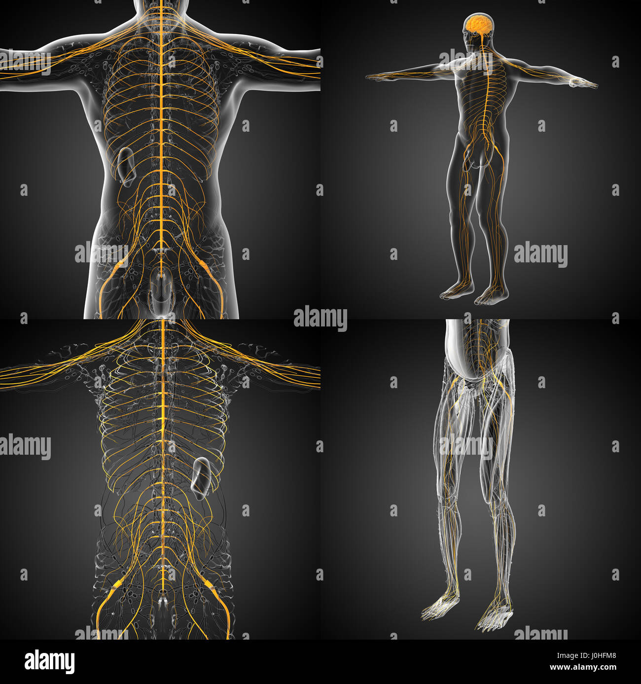 3d rendering medical illustration of the nerve system Stock Photo - Alamy