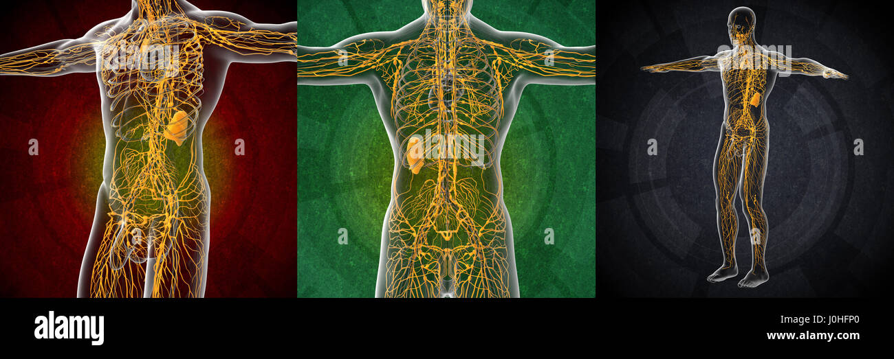 3d rendering illustration of the male lymphatic system Stock Photo - Alamy