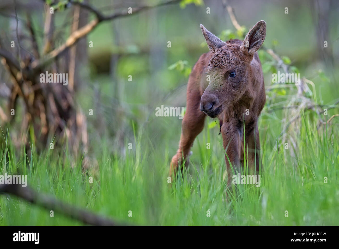 Young moose in the forest Stock Photo - Alamy