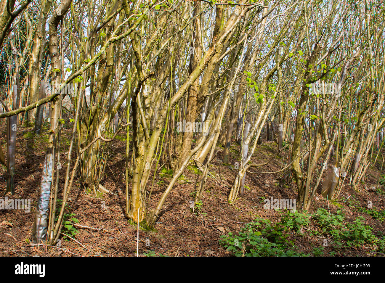 Local forestry planting of hundreds of European Hornbeam trees very ...