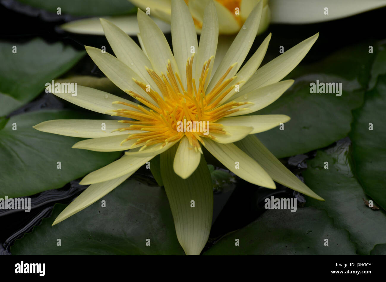 Pretty pale yellow water lily flower in a water garden Stock Photo - Alamy
