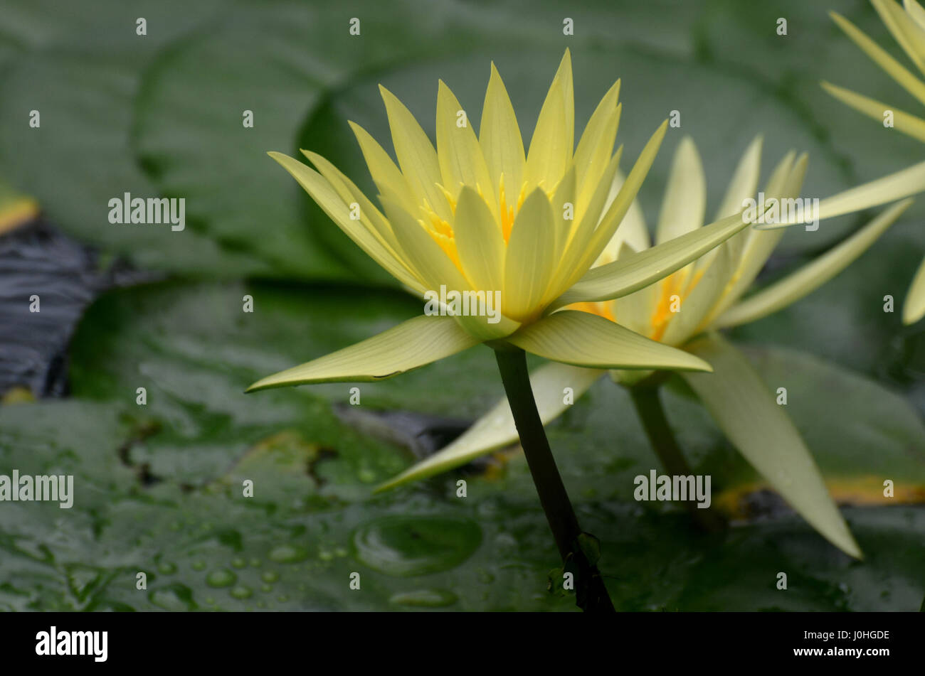 Pretty yellow water liles blooming in a water garden Stock Photo - Alamy