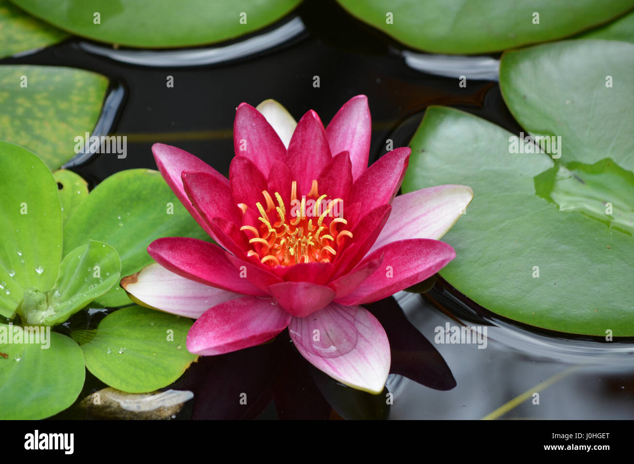 Pretty red water lily in a water garden flowering Stock Photo - Alamy