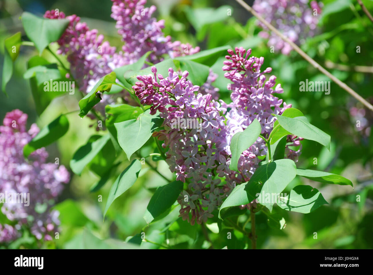 Spring lilacs flowering in a garden Stock Photo - Alamy