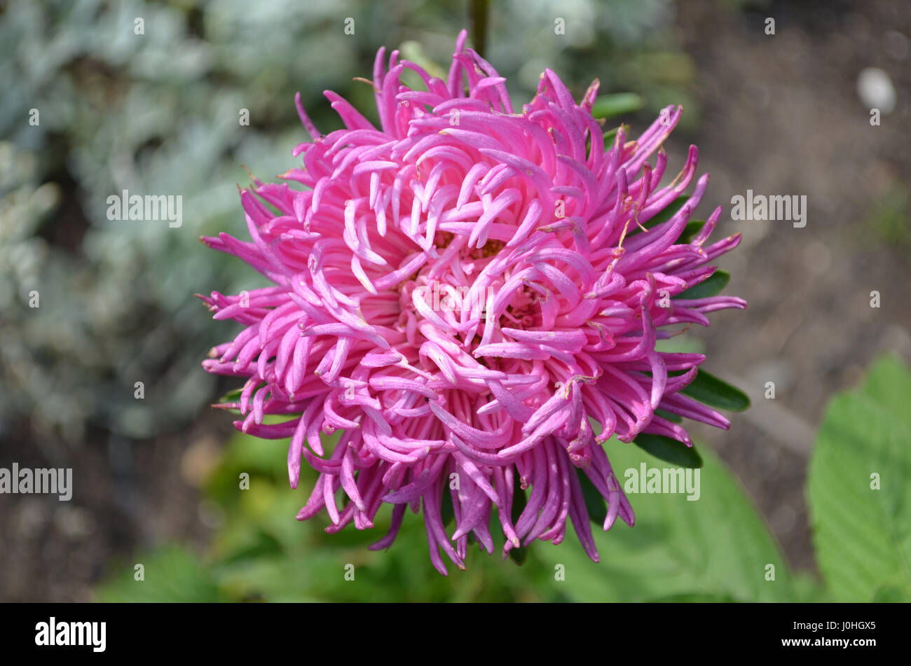 Flowering pink dahlia flower blossom Stock Photo - Alamy