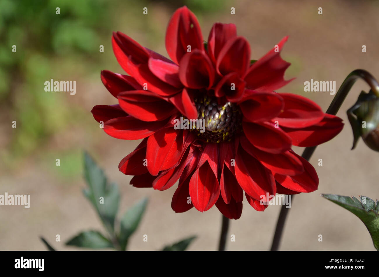 Gorgeous red dahlia flower blossom in a garden Stock Photo - Alamy