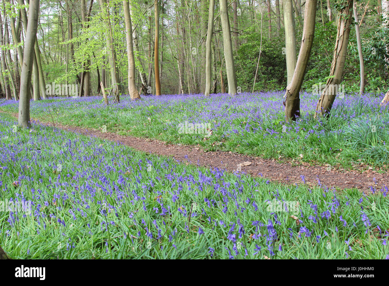 Signs of Spring, bluebell woods Stock Photo - Alamy