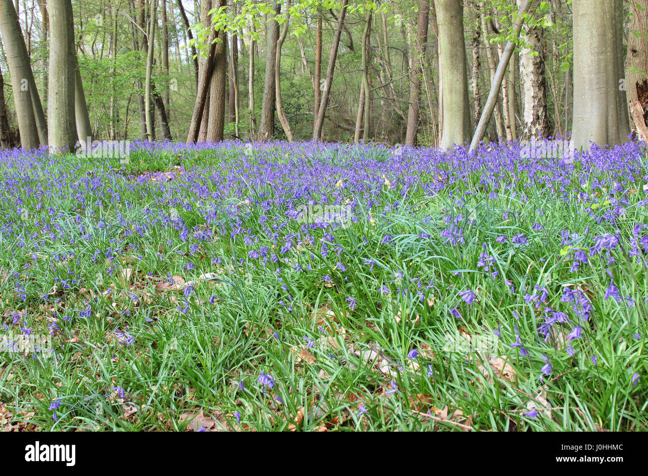 Signs of Spring, bluebell woods Stock Photo - Alamy