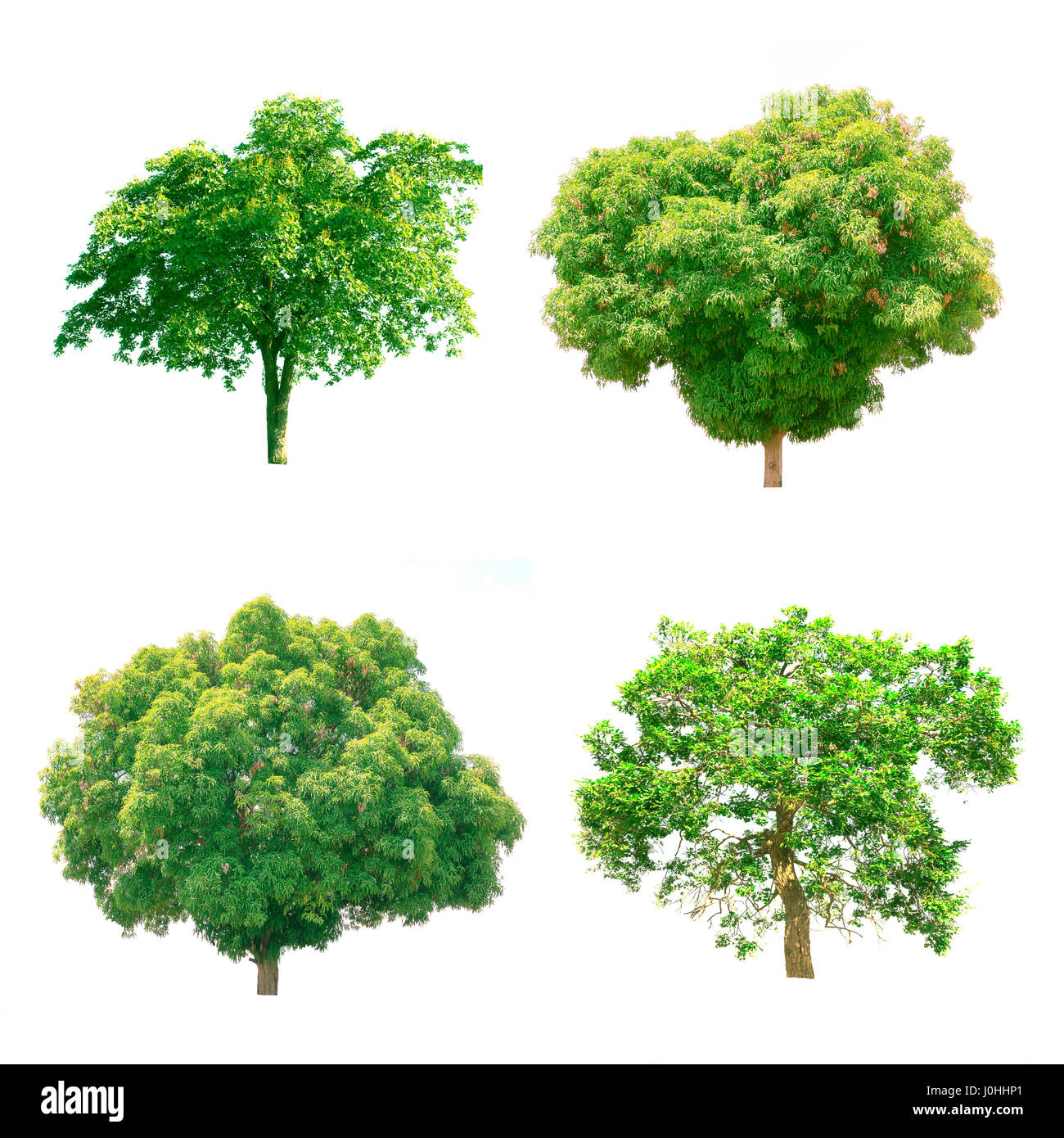 Isolated tree on white background Stock Photo - Alamy