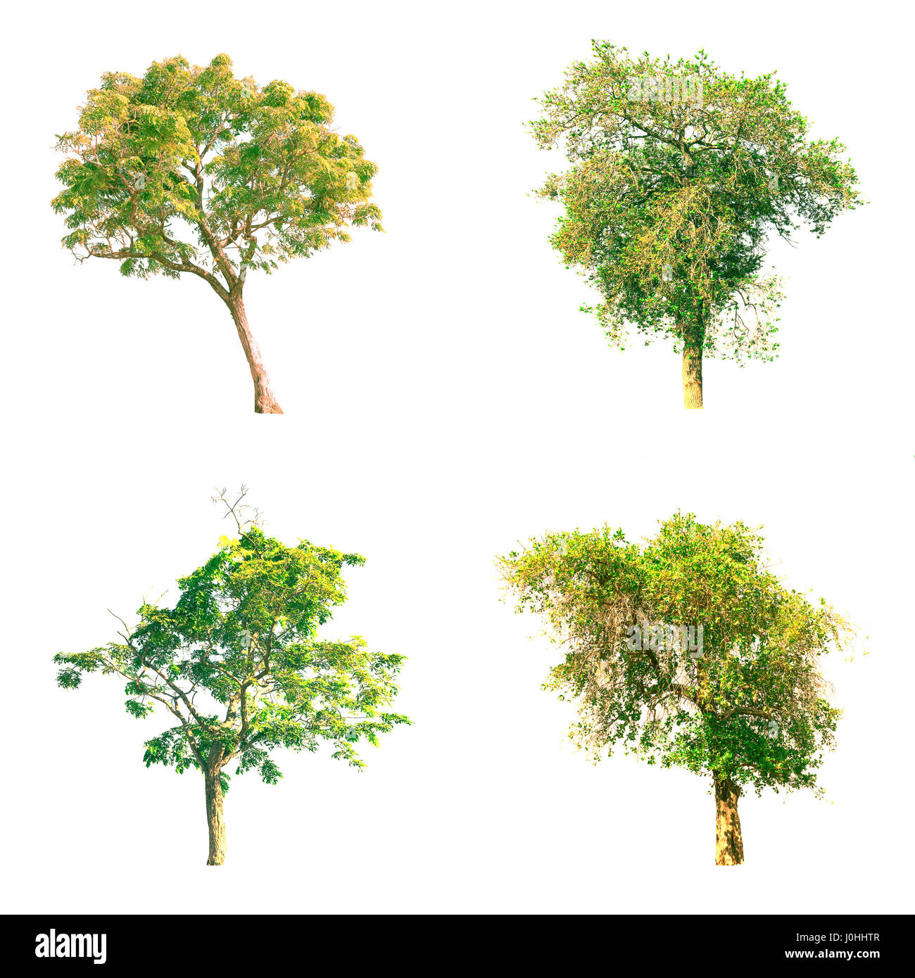 Isolated tree on white background Stock Photo - Alamy