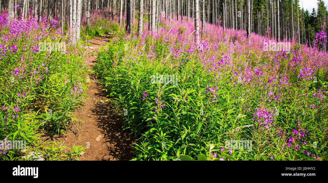 Purple flowers landscape at the edge of forest, path through mountain ...