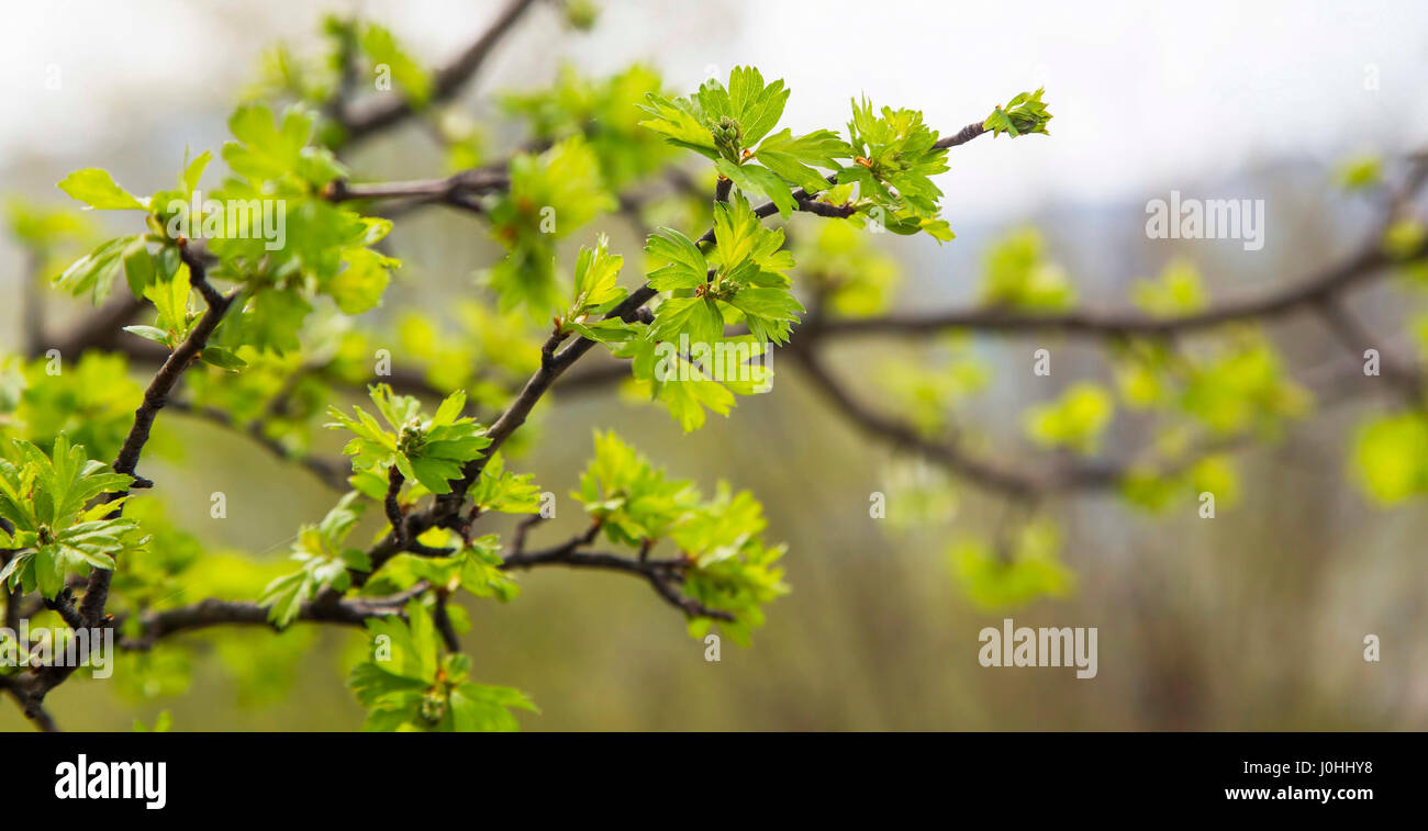 Spring tree green buds with leaves.Springtime season freshness in the ...