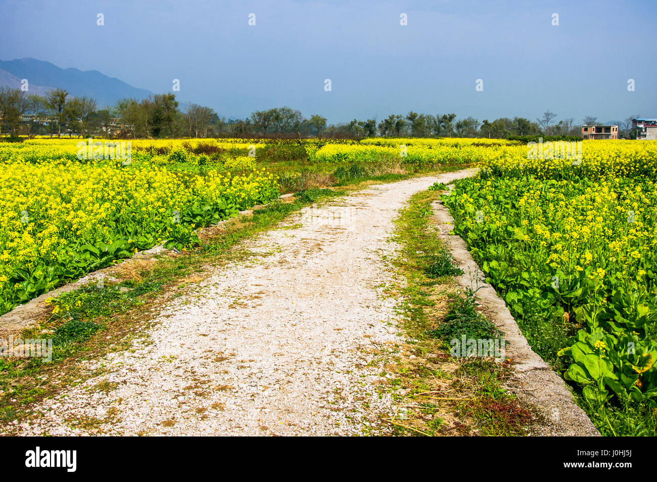 The countryside road scenery in spring Stock Photo - Alamy