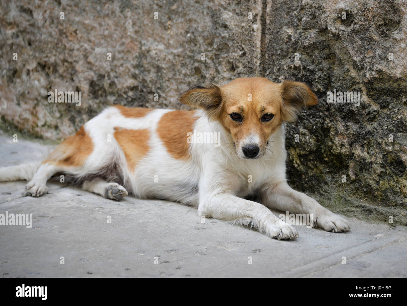 Homeless dog hi-res stock photography and images - Alamy