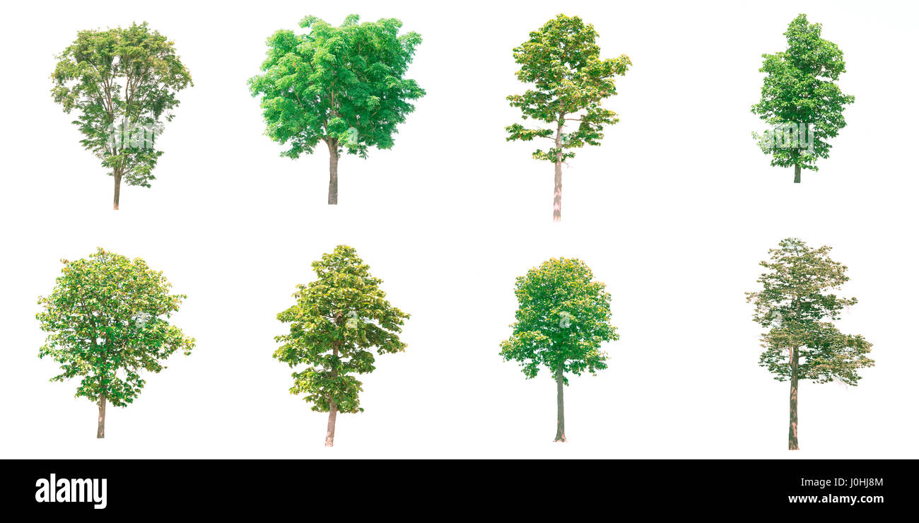 Isolated tree on white background Stock Photo - Alamy