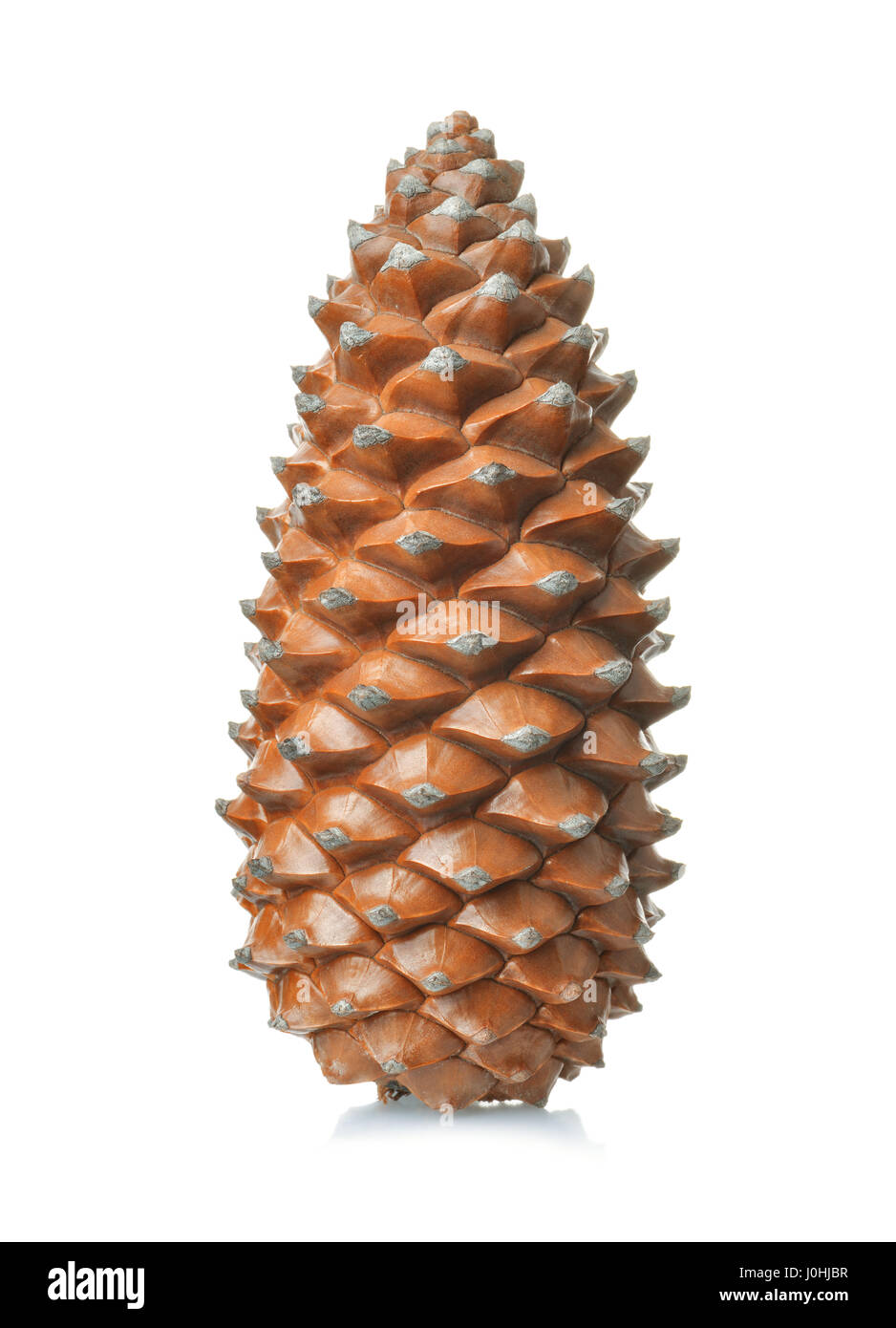 Pine cone isolated closed hi-res stock photography and images - Alamy