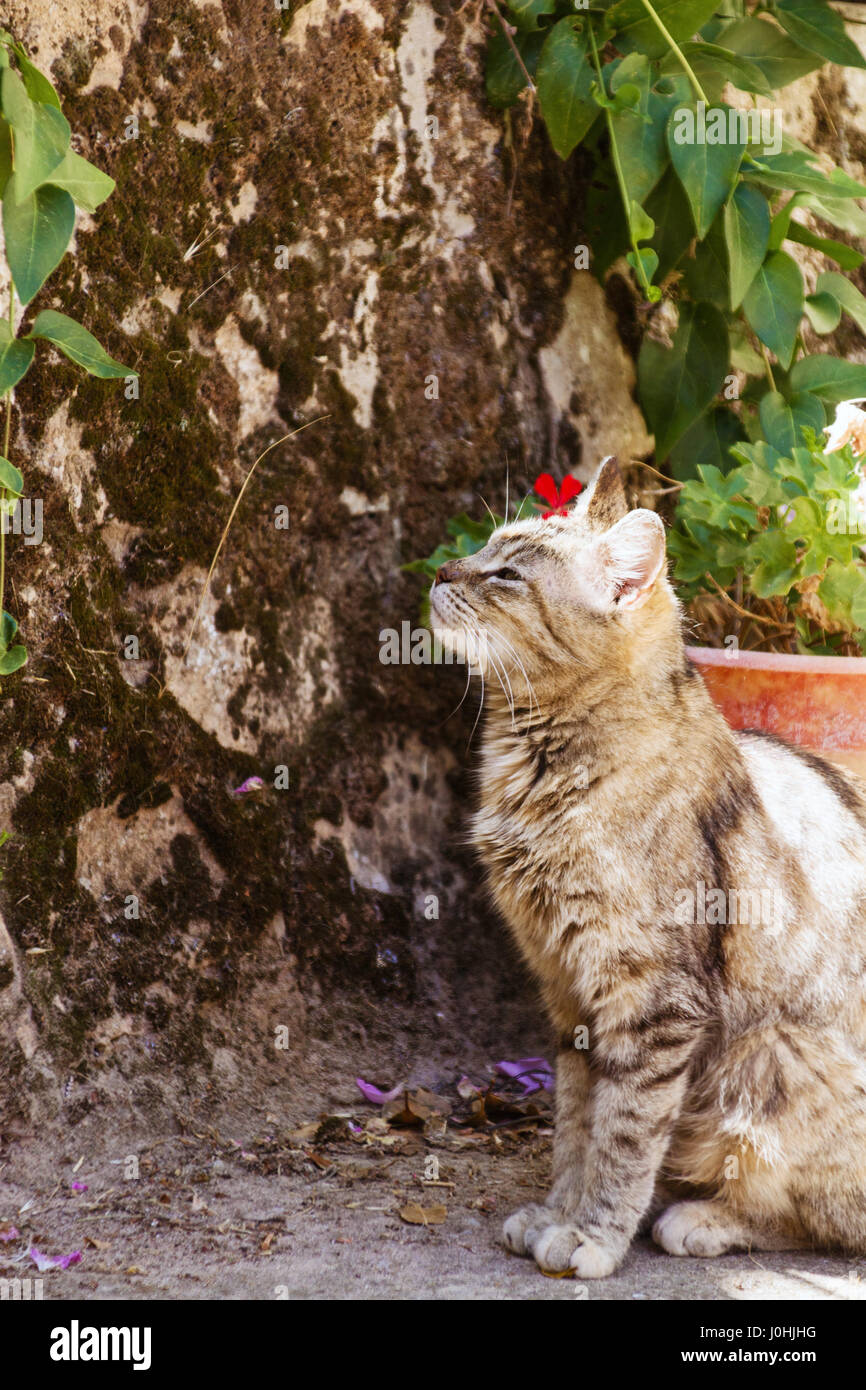 Beautiful alley cat Stock Photo - Alamy