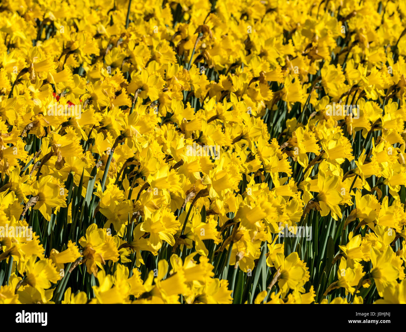 Bright yellow Daffodils growing outside in sunshine Stock Photo - Alamy
