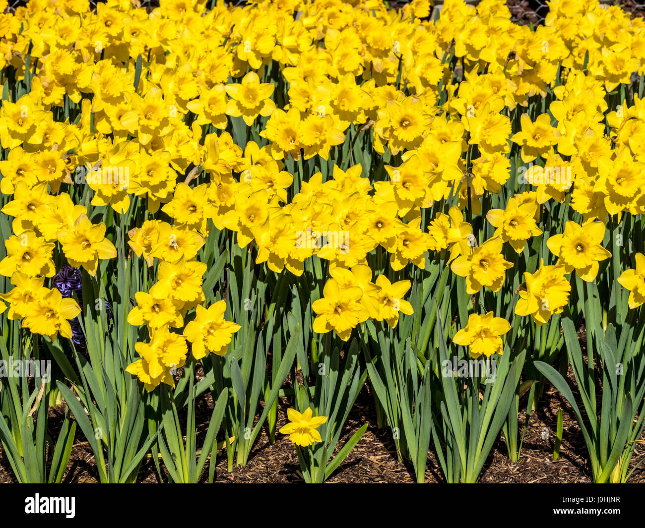 Bright yellow Daffodils growing outside in sunshine Stock Photo - Alamy