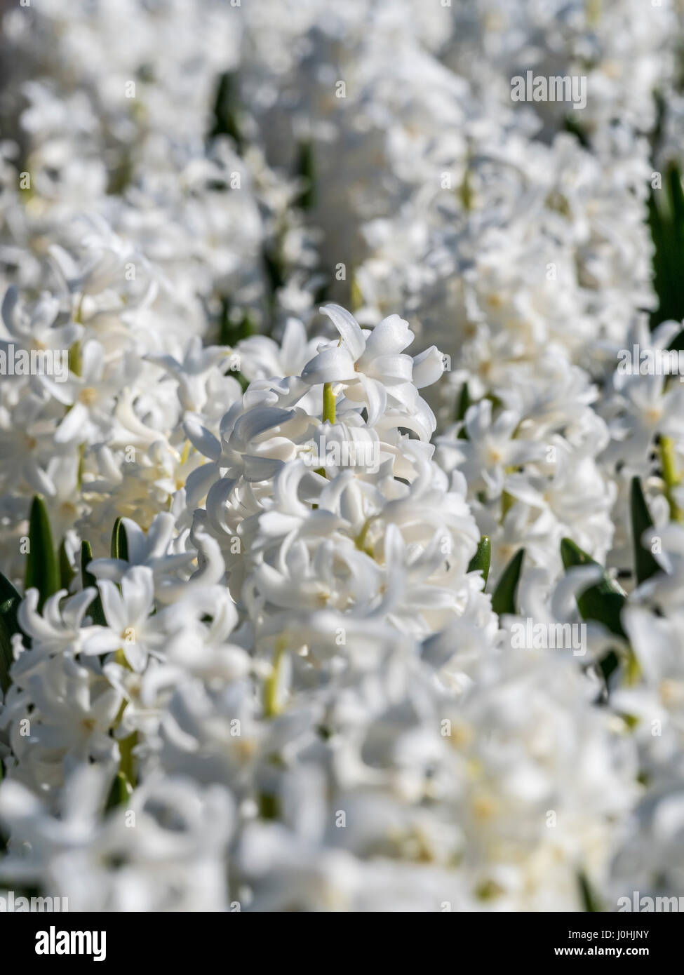 White Hyacinth plants flowering outside Stock Photo - Alamy