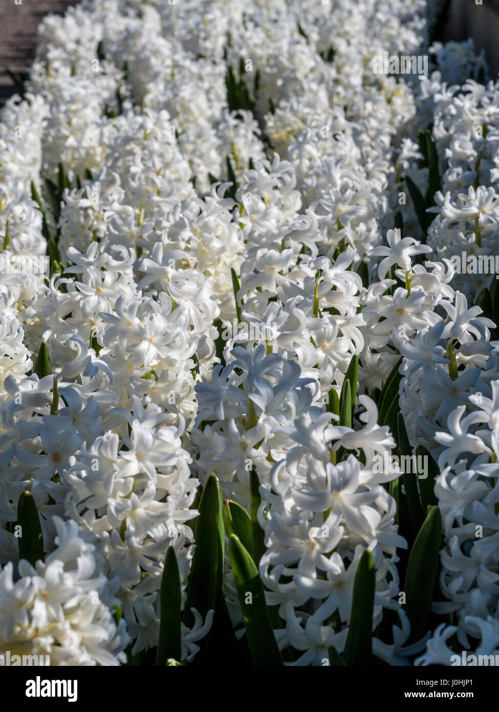 White Hyacinth plants flowering outside Stock Photo - Alamy