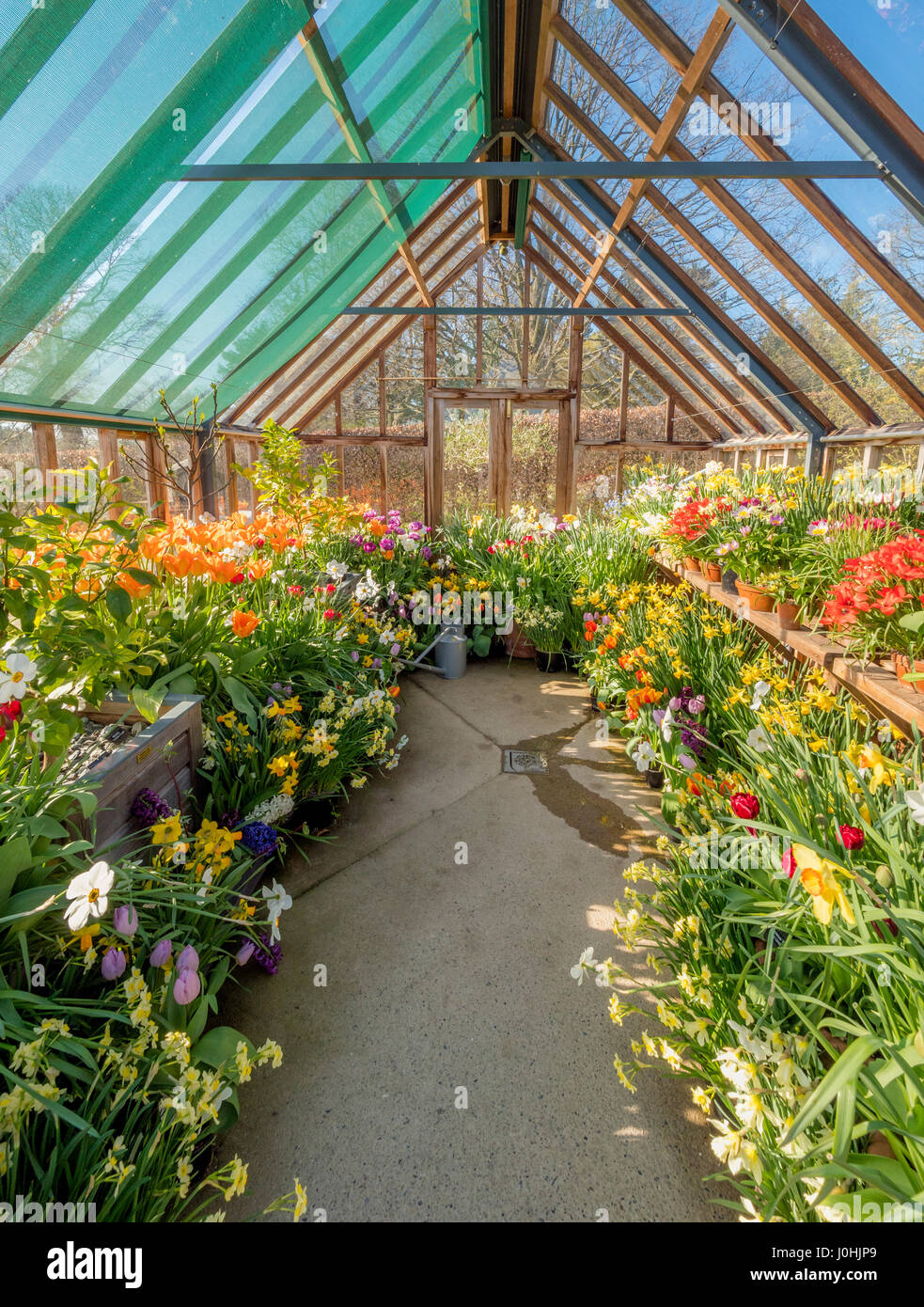 Greenhouse full of spring flowers Stock Photo - Alamy