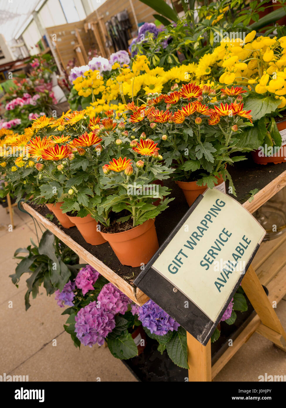 "Gift wrapping service available" sign on Flowering plants display for ...