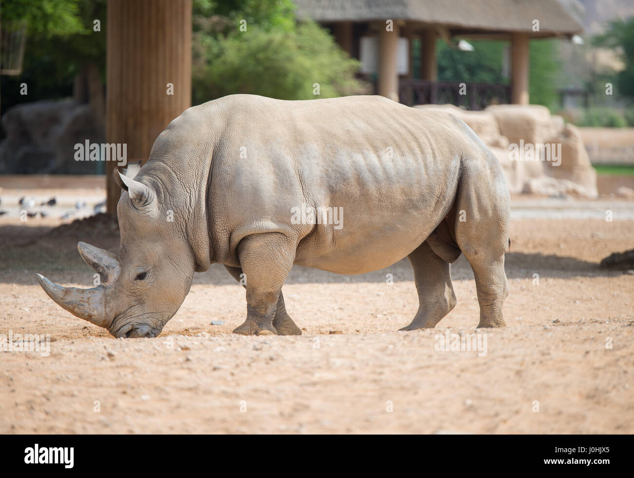 wild brown rhinoceros lives in open zoo at UAE Stock Photo - Alamy