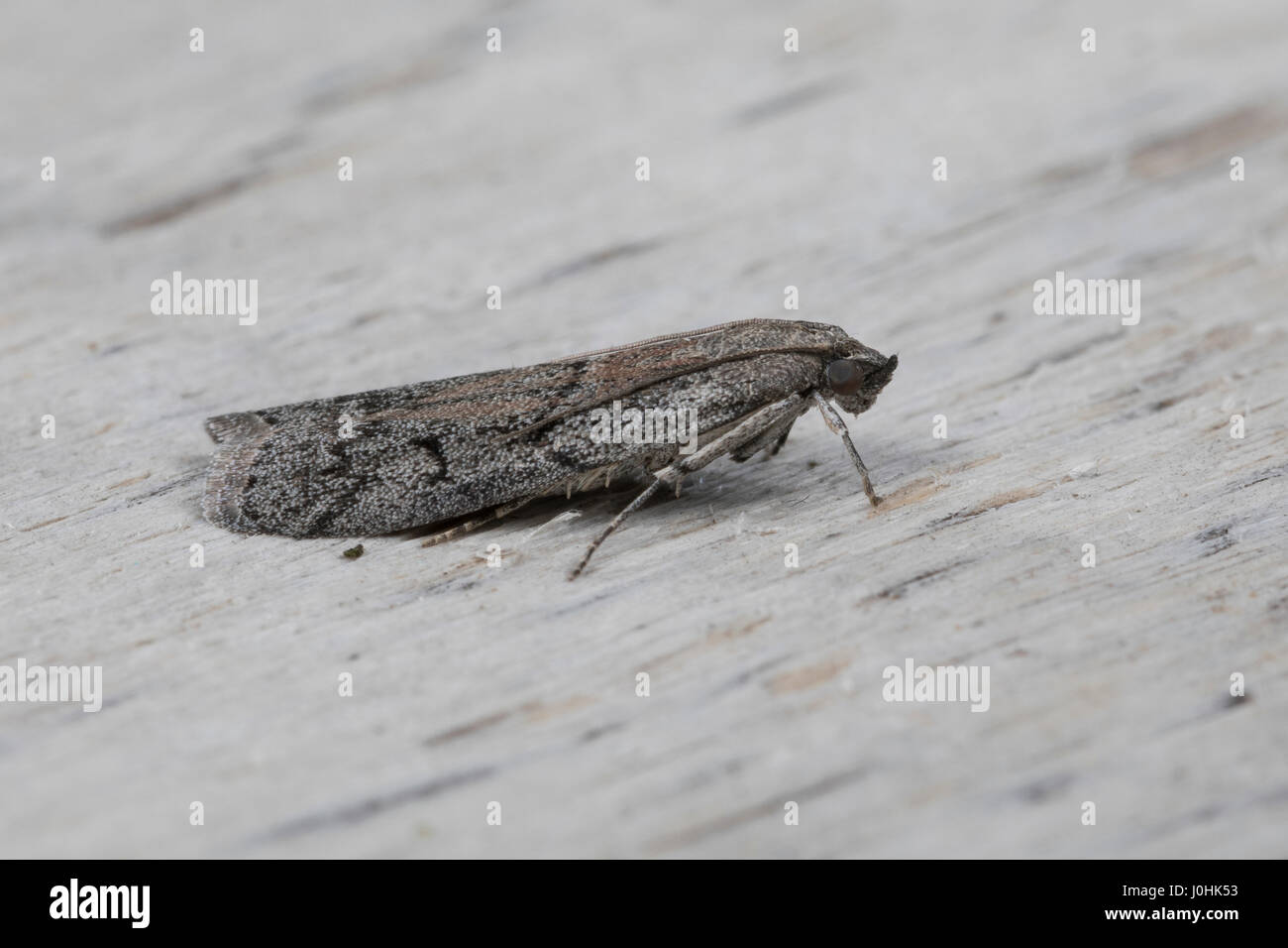 Vitula serratilineella hi-res stock photography and images - Alamy