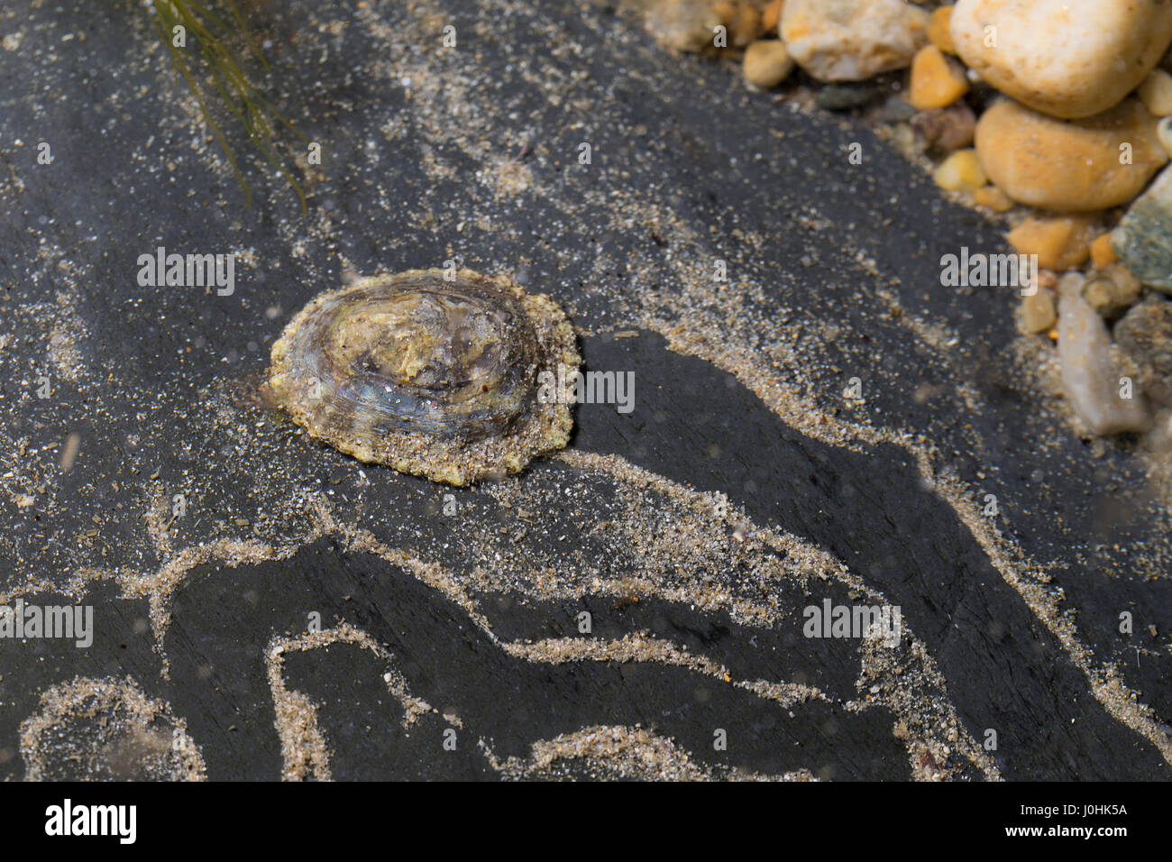 Patella mark hi-res stock photography and images - Alamy