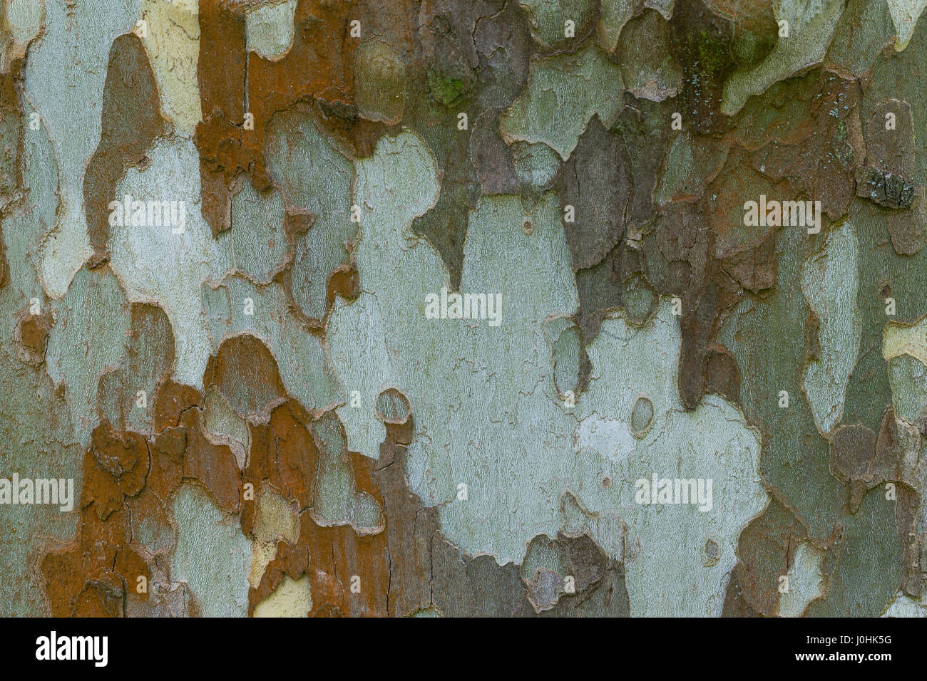 Ahornblättrige Platane, Bastard-Platane, Gewöhnliche Platane, Gemeine ...