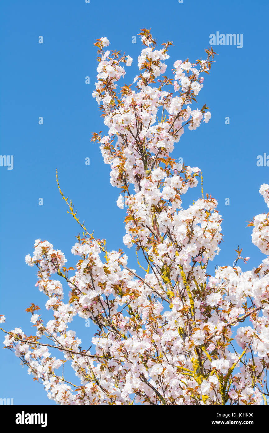 Small tree hi-res stock photography and images - Alamy